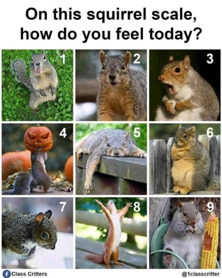 What Squirrel Do You Feel Like Today? – Jenn Barfield – Holistic Career ...
